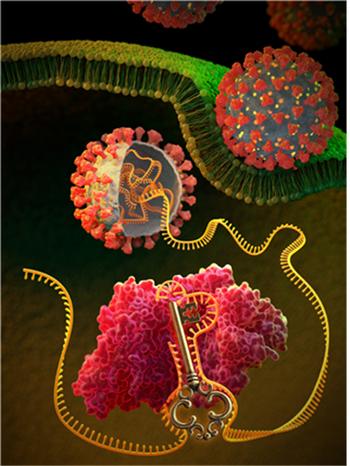 [사이언스] KAIST, RNA 유전자 가위 기술로 코로나 바이러스 싹둑:특허뉴스