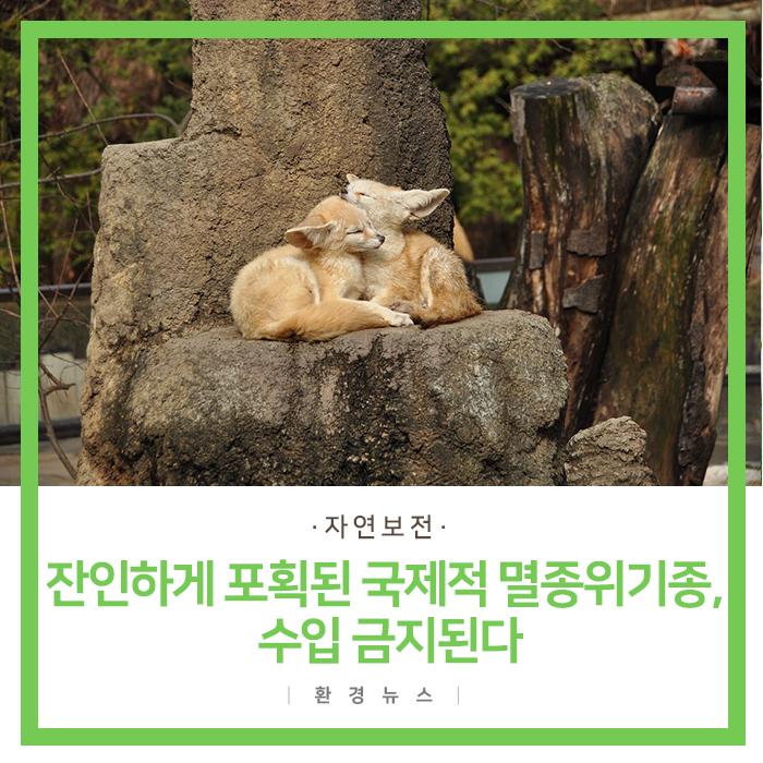 잔인하게 포획된 국제적 멸종위기종 수입금지 된다 이그린뉴스