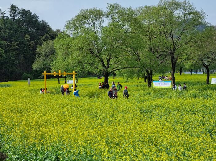옥천군 향수옥천 유채꽃 축제장에 상춘객 이어지는 발길