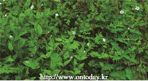 ‘긴개별꽃’을 아시나요?:온투데이 #http://ontoday.kr