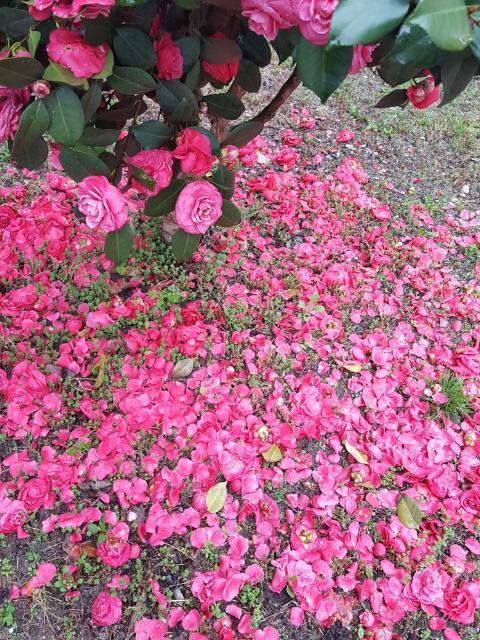 [국세청 인사풍향계(5.12)]정재수 수도 서울청장, 정통TK 본청장 계보 이을까~아니면(!):온투데이 #http://ontoday.kr